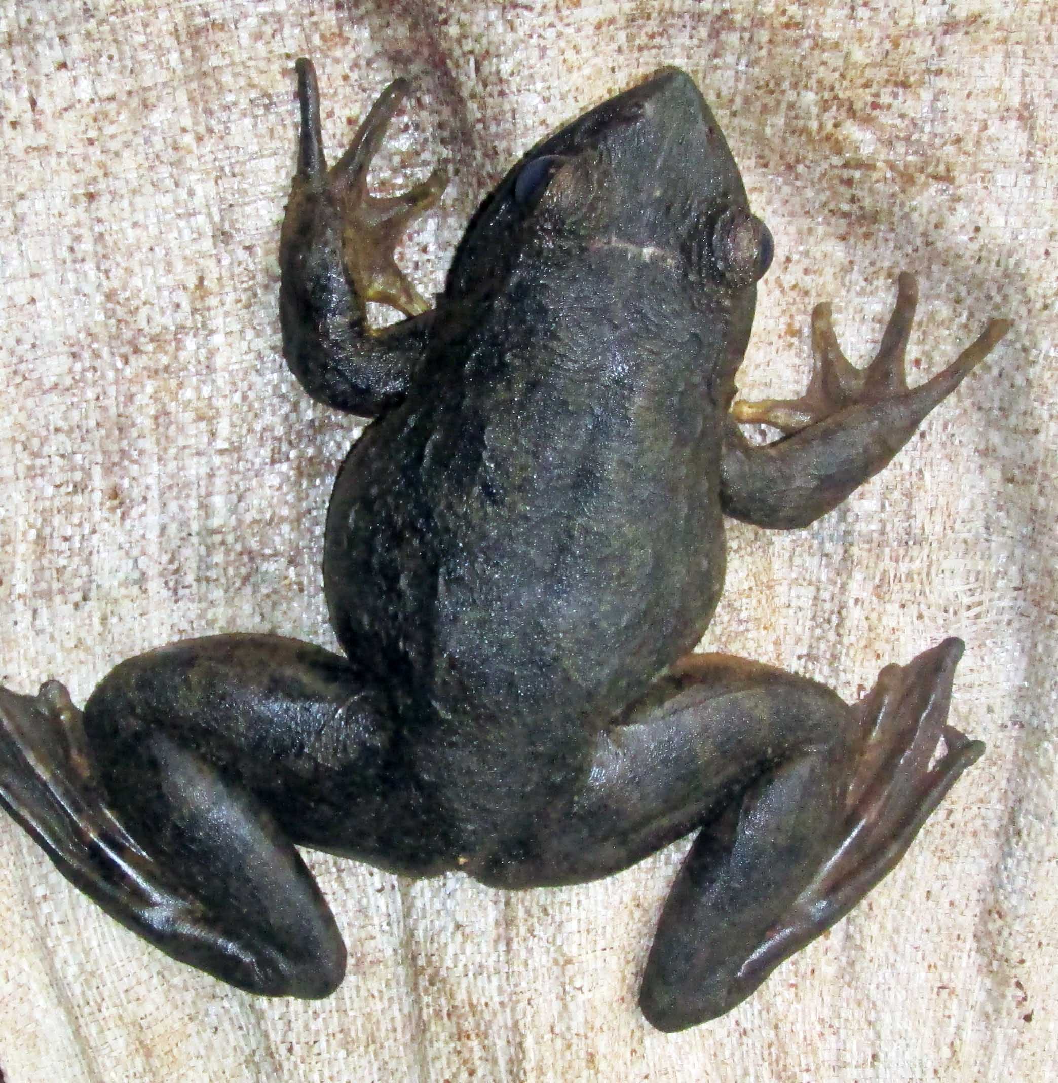 Goliath-frog | Environment and Rural Development Foundation