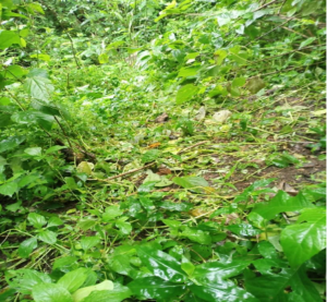 Time to save the remaining Cross River Gorillas in the Lebialem ...